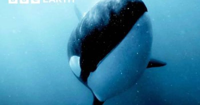 Amazing Orca Moments Captured On Camera | Klipland.com