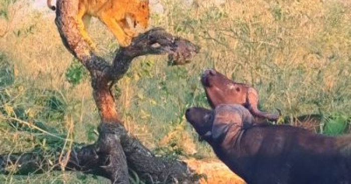 Buffaloes Break Tree With A Lion Cub Stuck On It | Klipland.com