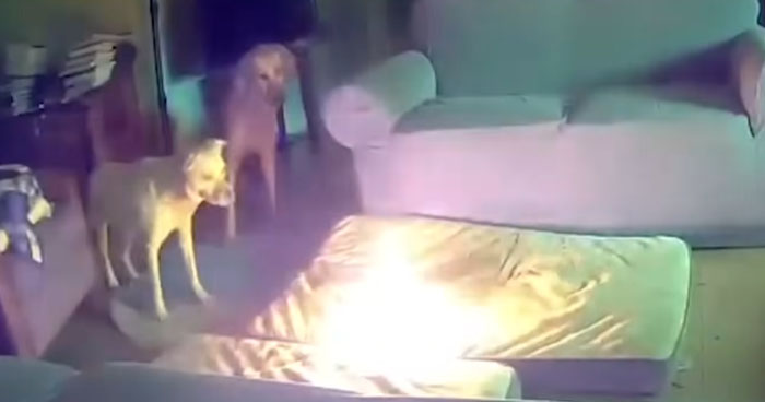 Dog Causes House Fire After Chewing On A Battery In Oklahoma | Klipland.com