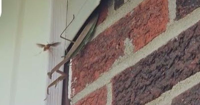 Praying Mantis Battles Wasps | Klipland.com