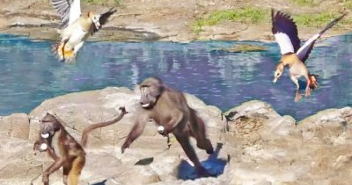 Birds Fight Baboons While Eating Their Eggs | Klipland.com