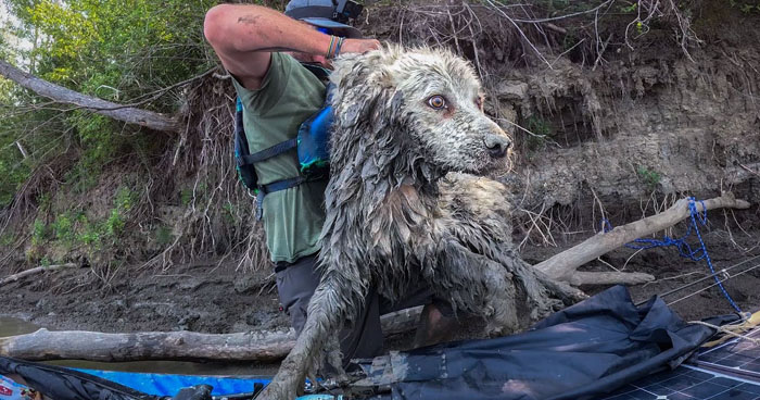 Man On A Canoe Rescues A Dog Stuck Under A Log | Klipland.com