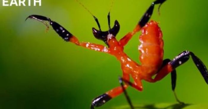 One Hour Of Amazing Insect Moments | Klipland.com