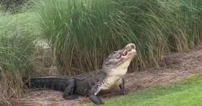 Alligator Swallows Rabbit Whole Next To Golfers | Klipland.com