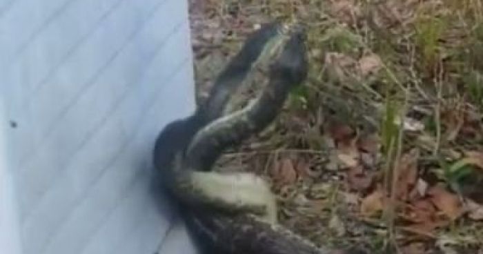 Pythons Filmed Fighting Over Female In Backyard | Klipland.com