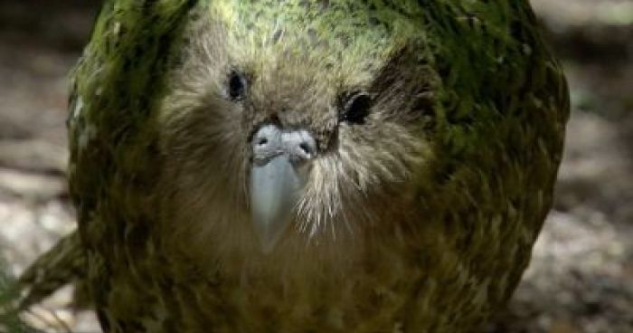 This Parrot Is Too Heavy To Fly | Klipland.com