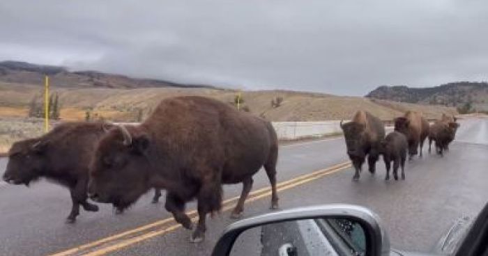 Bison Cross Lamar River Bridge | Klipland.com