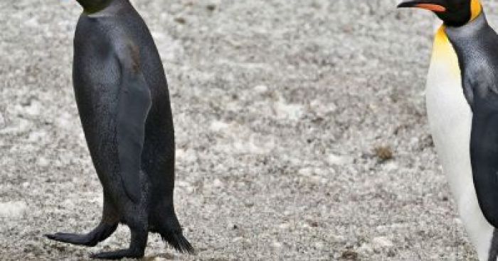 Ultra Rare All Black Penguin Spotted | Klipland.com