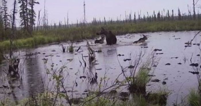 Bear Chases Moose Family Into Pond | Klipland.com
