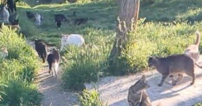 Romanian Cat Rescue Shelter | Klipland.com