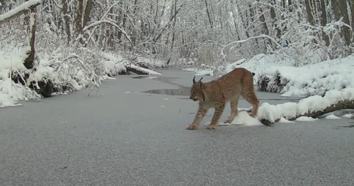 Lynx Showcases Stunning Agility In A Winter Wonderland | Klipland.com