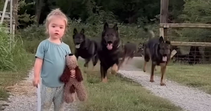 Baby Girl Believed She Was A Dog Growing Up With Six German Shepherds ...