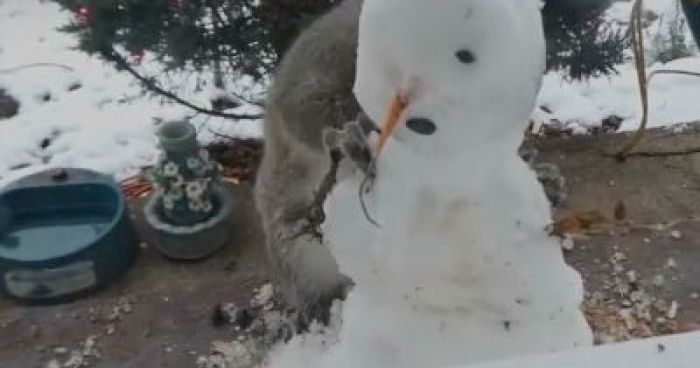 Squirrel Makes Snowman | Klipland.com