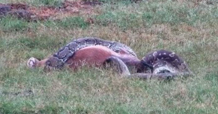 Impala's Horns Puncture Python's Body | Klipland.com