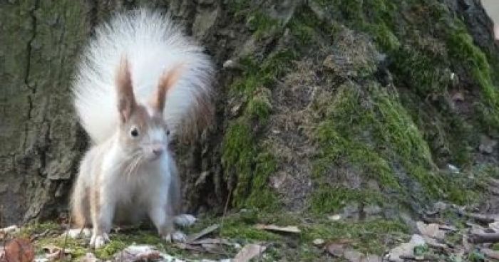 Squirrel With A White Tail In A Polish Urban Park | Klipland.com