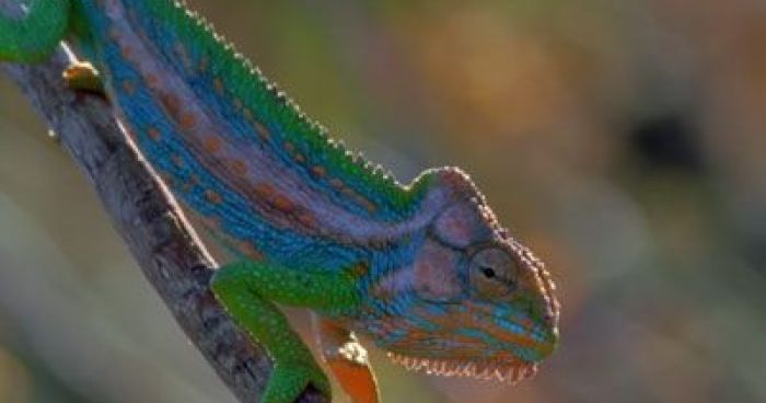 Chameleon Gives Birth To Live Babies In The Branches | Klipland.com