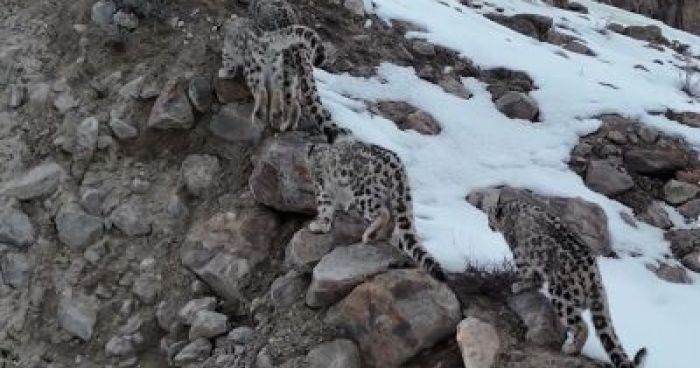 Rare Footage Of Four Snow Leopards Filmed Together | Klipland.com
