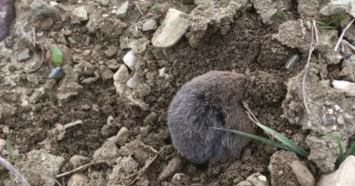 A Mole Digging A Hole Caught On Camera | Klipland.com