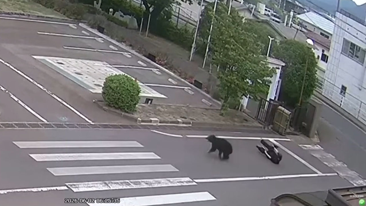 Black Bear Attacks Four People in Japan, Chase Caught on Video ...